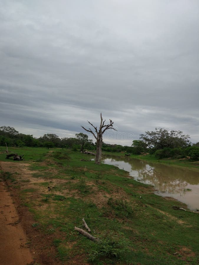 Forest in Yala National Park. Stock Image - Image of national, srilanka ...