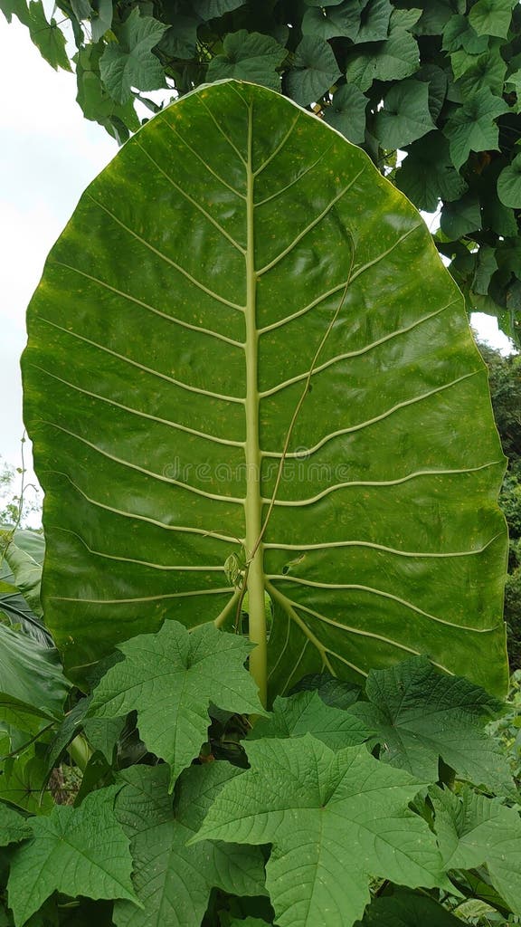 This is a Forest Yam Leaf that is Very Wide and Has Veins Inside the ...