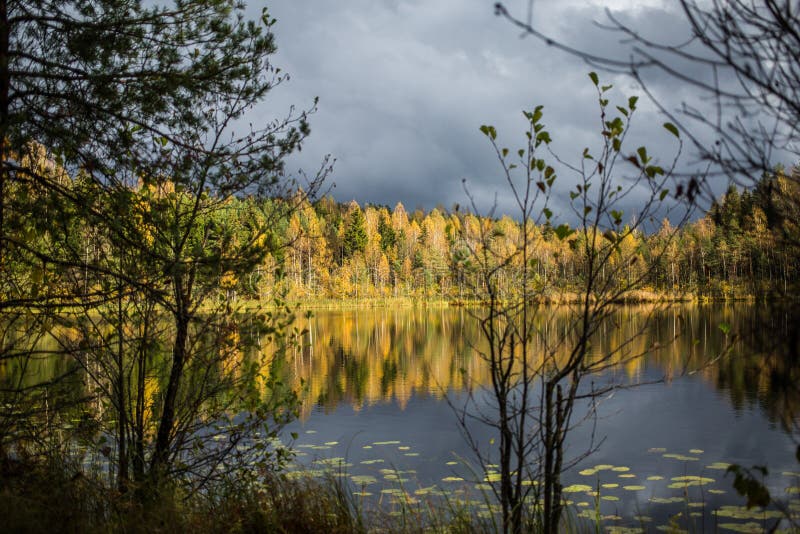 Forest of Yellow Autumn Trees Reflecting in Calm Lake Stock Photo ...