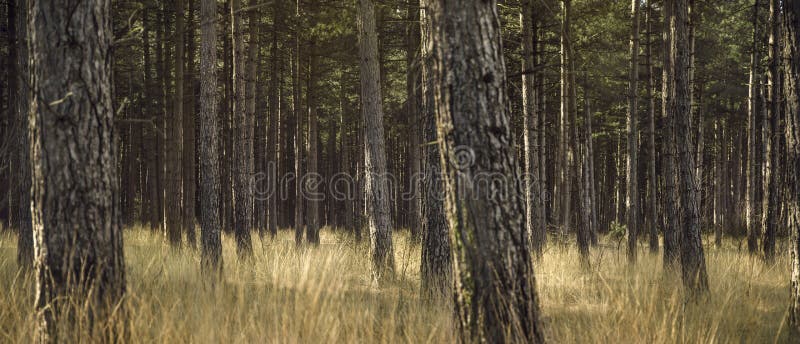Forest with Yellow Grass and Beautiful Atmosphere Stock Photo - Image ...