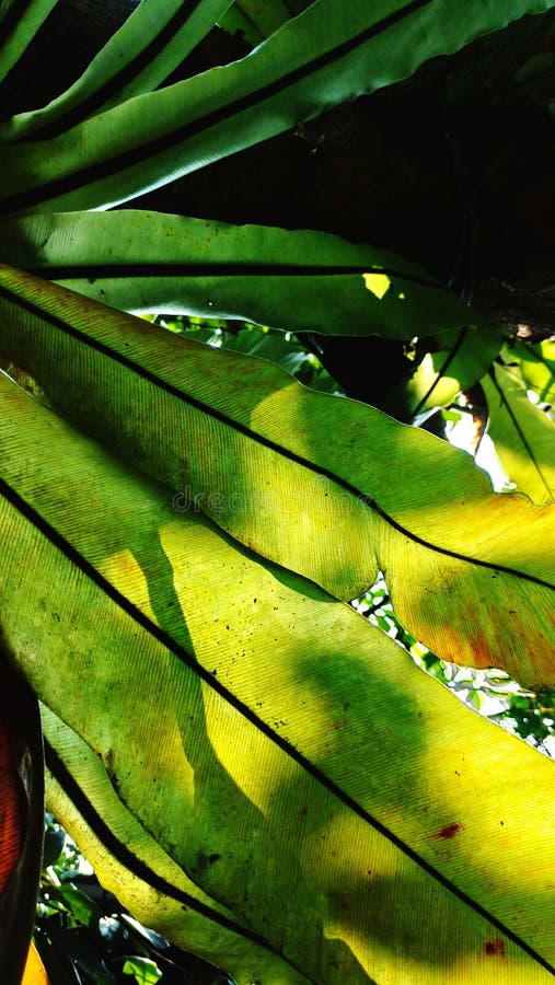 Forest Yellow Green Grass Light Stock Photo - Image of forest, grass ...