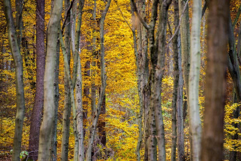 Forest with yellow leaves stock photo. Image of season - 80885186