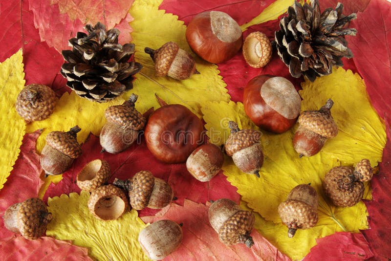 Forest Yield on Fallen Leaves Stock Image - Image of colorful, october ...