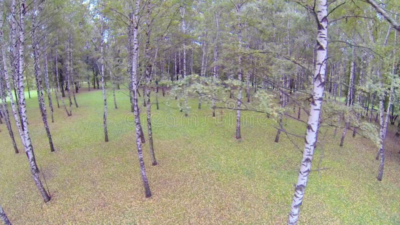 Forest of Young Birch Trees in the Stock Footage - Video of birch ...