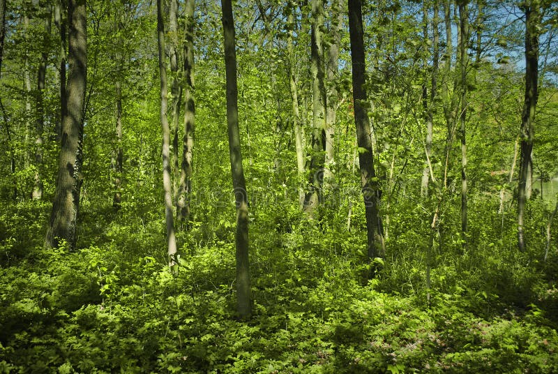 Forest and young trees stock photo. Image of phase, decoration - 100200922
