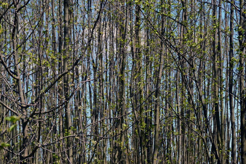 Forest of Young Trees in Spring Stock Image - Image of environment ...