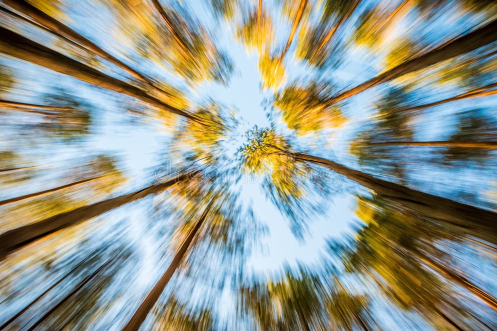 Forest zoom in stock image. Image of panorama, seasonal - 73818565