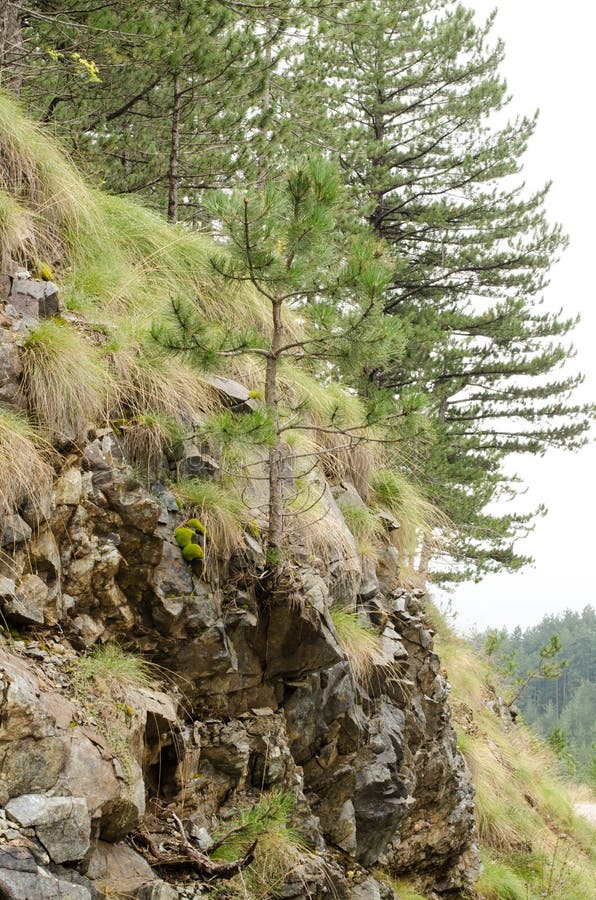 Gordana Jovic (Gogili) - Photographer profile