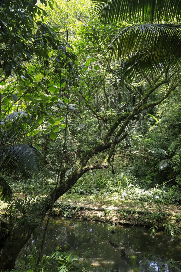 Foresta amazzonica fotografia stock. Immagine di palma - 168633444