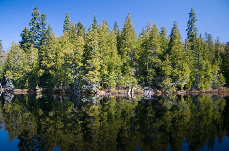 Foresta boreale immagine stock. Immagine di paesaggio - 2650145