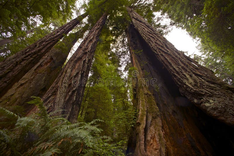 Foresta Costiera Del Redwood Fotografia Stock - Immagine di esterno ...