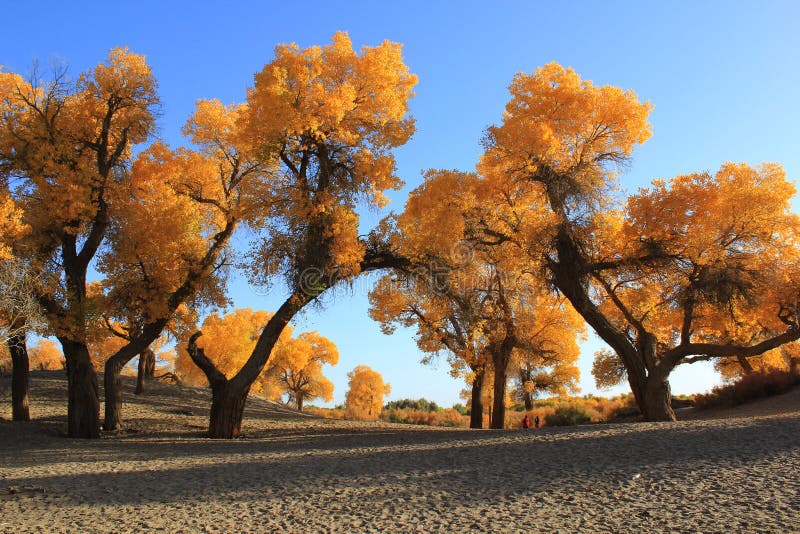 Foresta dei pioppi fotografia stock. Immagine di unico - 19684464