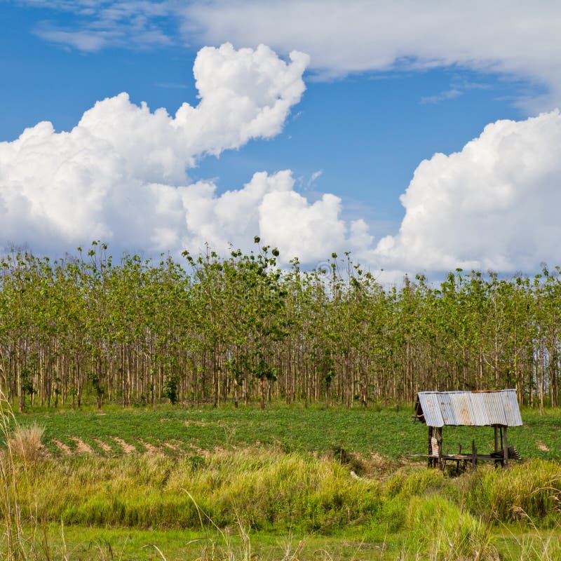 Foresta del teck immagine stock. Immagine di sviluppo - 24298545