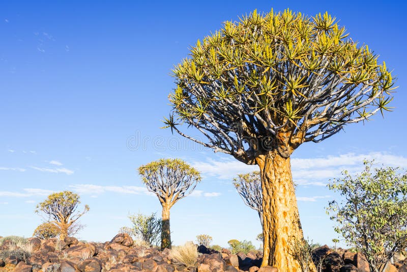 Foresta Dell'albero Del Fremito Della Namibia Con Il Chiarore Della ...