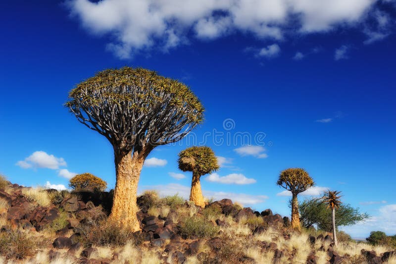 Foresta Dell'albero Della Faretra (Namibia) Immagine Stock - Immagine ...