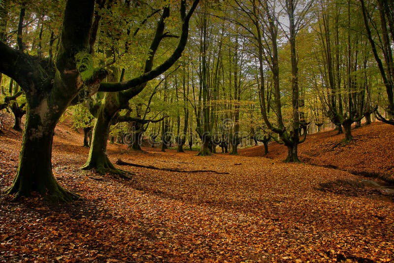 Foresta Dell'albero Di Faggio in Autunno Fotografia Stock - Immagine di ...