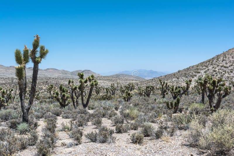 Foresta Dell'albero Di Joshua, Supporto Charleston, Nevada Fotografia ...