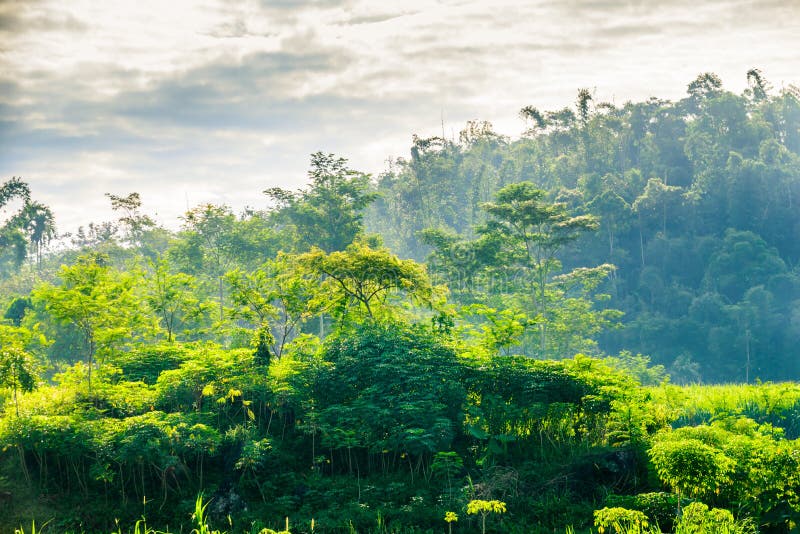 Foresta dell'Indonesia fotografia stock. Immagine di foto - 55606954