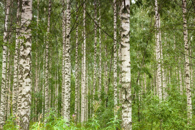 Colori Della Foglia Di Autunno Sull'albero Di Betulla D'argento ...