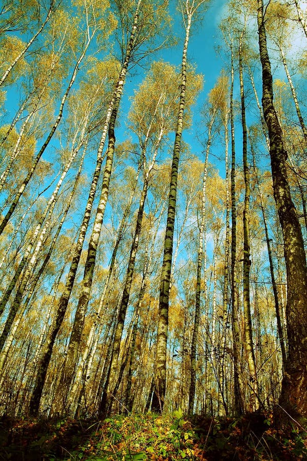 Foresta della betulla fotografia stock. Immagine di nave - 7088052