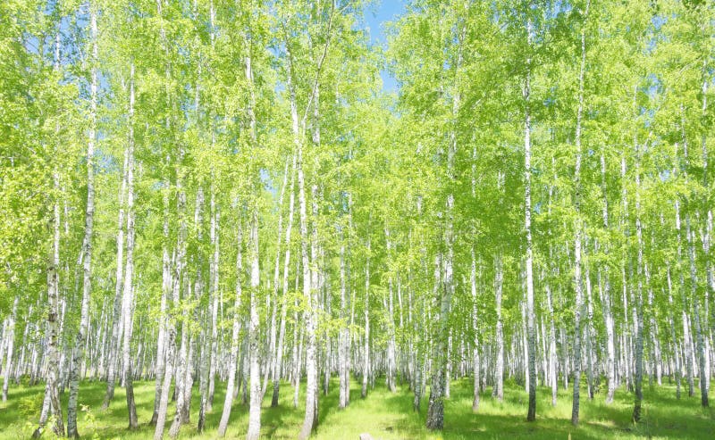 Foresta Della Betulla Di Estate Immagine Stock - Immagine di betulla ...