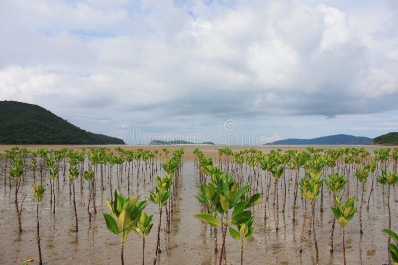 Foresta della mangrovia fotografia stock. Immagine di palude - 25884292