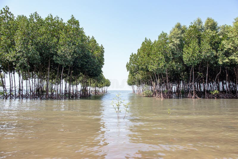 Foresta Della Mangrovia Alla Spiaggia Del Mare Immagine Stock ...