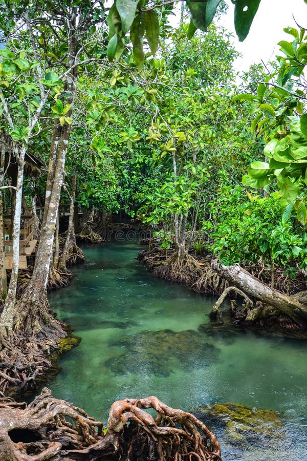 Foresta Della Mangrovia Con Il Chiaro Raggruppamento Naturale Immagine ...