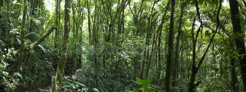 Foresta Della Nuvola Nel Costa Rica Immagine Stock - Immagine di ...