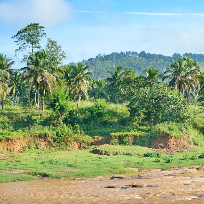 1,978 Foresta Equatoriale Foto - Foto Stock Gratis e Royalty-Free da ...