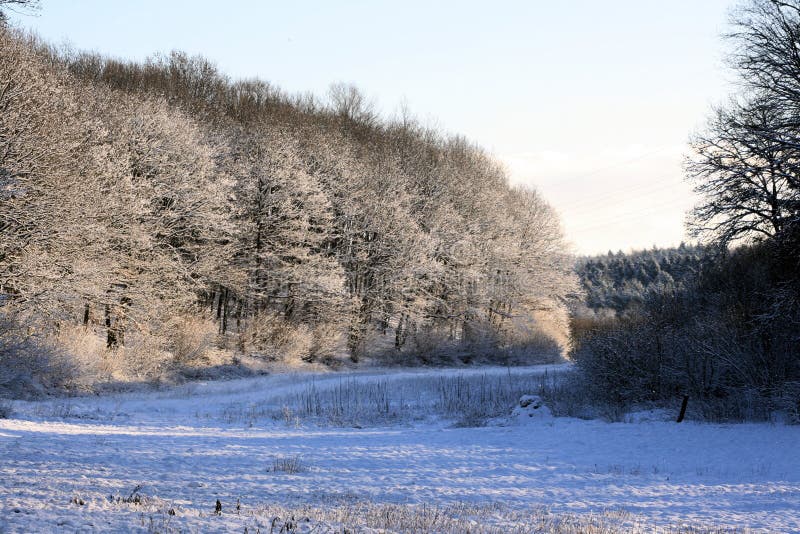 Foresta innevata fotografia stock. Immagine di vegetazione - 1872218