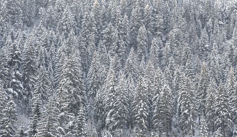 Foresta innevata fotografia stock. Immagine di freddo - 48790190