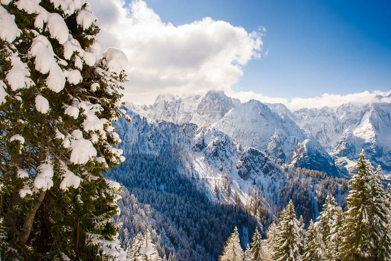Foresta Innevata Degli Abeti Fotografia Stock - Immagine di ghiaccio ...