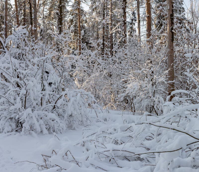 Foresta Innevata Di Inverno Fotografia Stock - Immagine di alberi ...