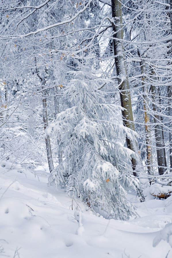 Foresta innevata invernale fotografia stock. Immagine di sera - 62442310
