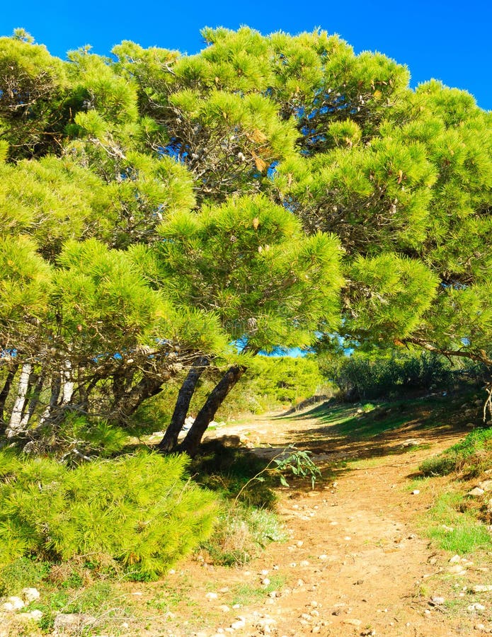 Foresta 2000 Nature Reserve on Marfa Peninsula Malta Stock Photo ...