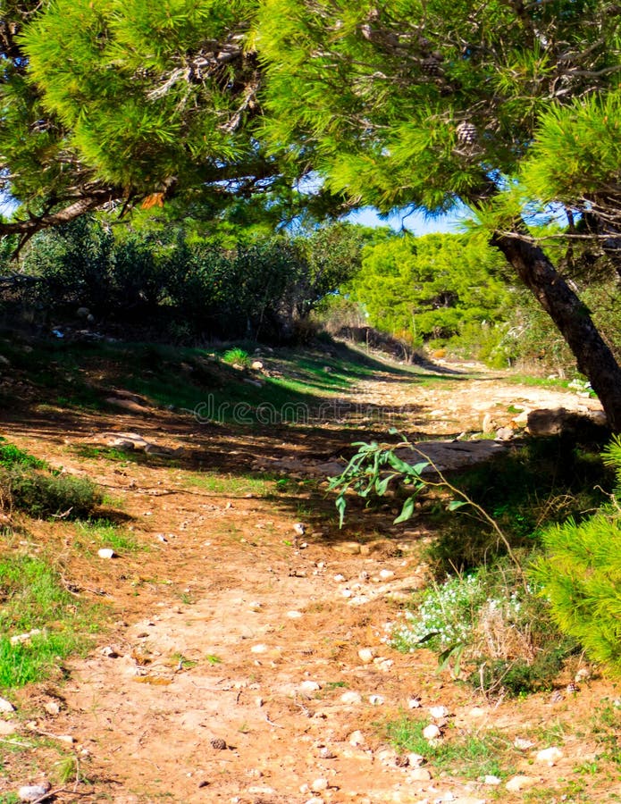 Foresta 2000 Nature Reserve on Marfa Peninsula Malta Stock Photo ...