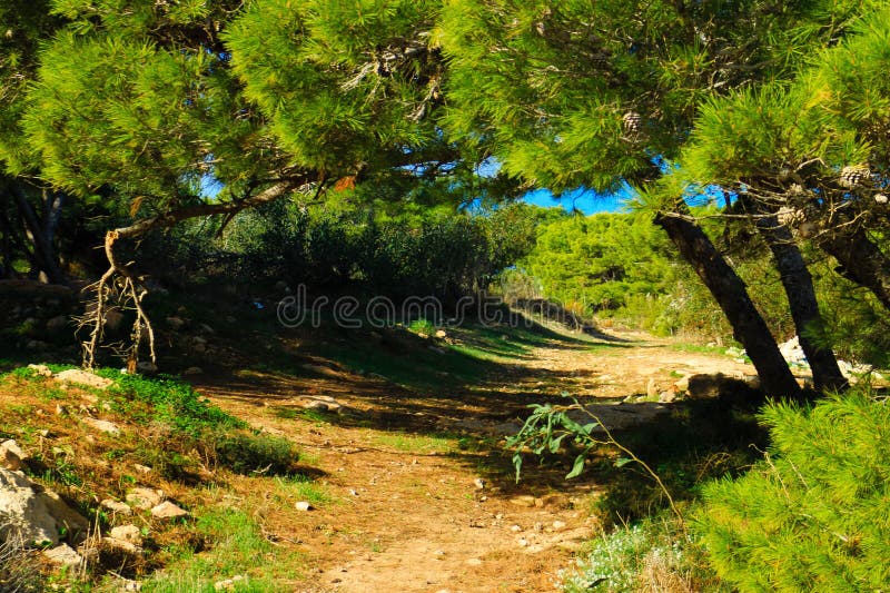 Foresta 2000 Nature Reserve on Marfa Peninsula Malta Stock Image ...