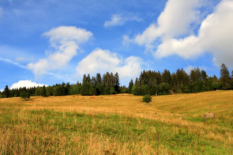 Foresta nera, Germania fotografia stock. Immagine di prato - 44322124