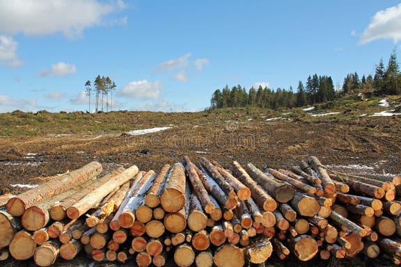 Foresta netta immagine stock. Immagine di agricoltura - 24154735