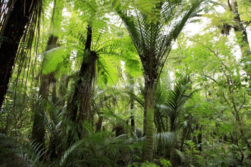 Foresta pluviale immagine stock. Immagine di umido, ambientale - 2751473
