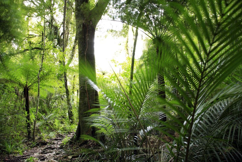 Foresta pluviale tropicale fotografia stock. Immagine di terra - 2751560