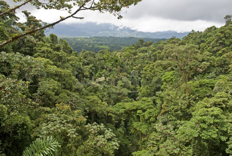 Foresta Pluviale in Costa Rica Fotografia Stock - Immagine di esotico ...