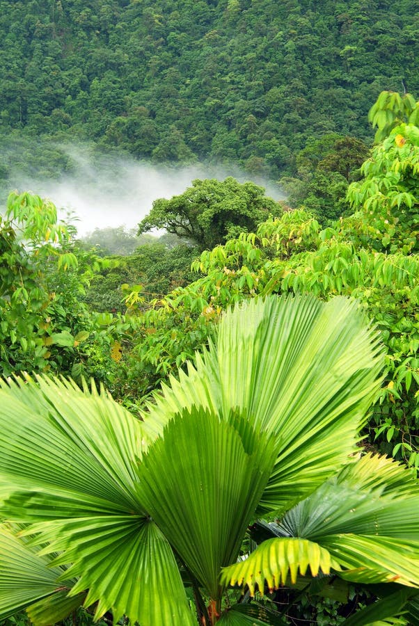 Foresta Pluviale in Costa Rica Immagine Stock - Immagine di paesaggio ...