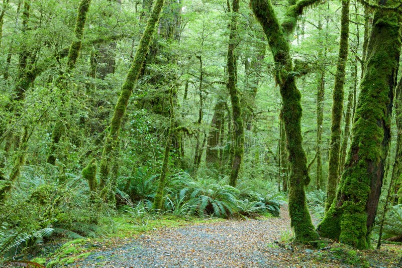 Foresta pluviale temperata immagine stock. Immagine di forare - 45394637