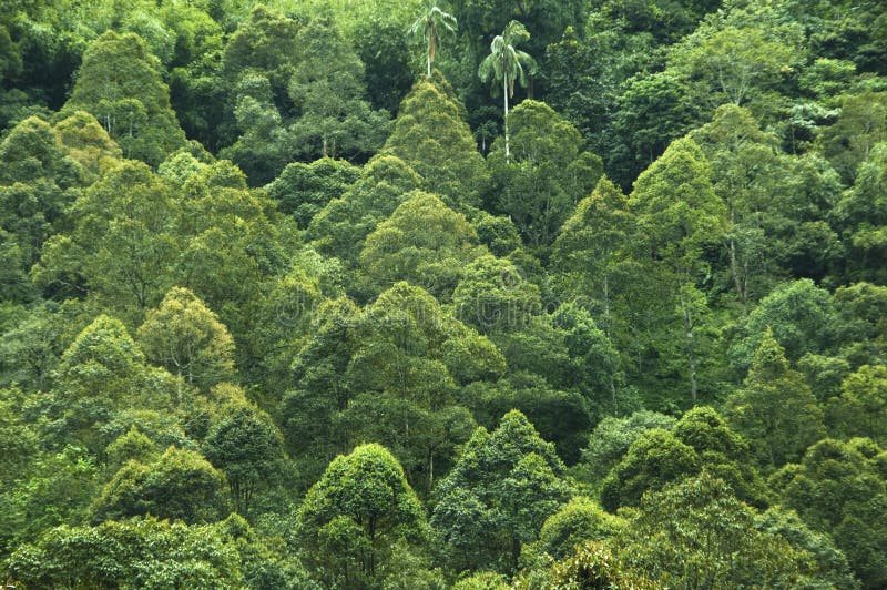 Foresta pluviale tropicale immagine stock. Immagine di borneo - 11644079
