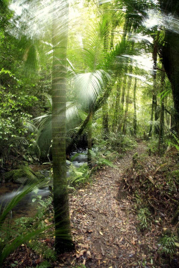 Foresta pluviale tropicale fotografia stock. Immagine di terra - 2751560