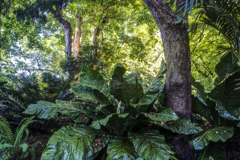 Foresta pluviale tropicale fotografia stock. Immagine di florida - 34548130