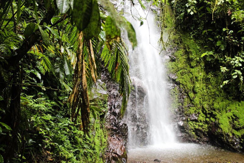 Cascata In Una Foresta Pluviale Di Costa Rica Fotografia Stock ...