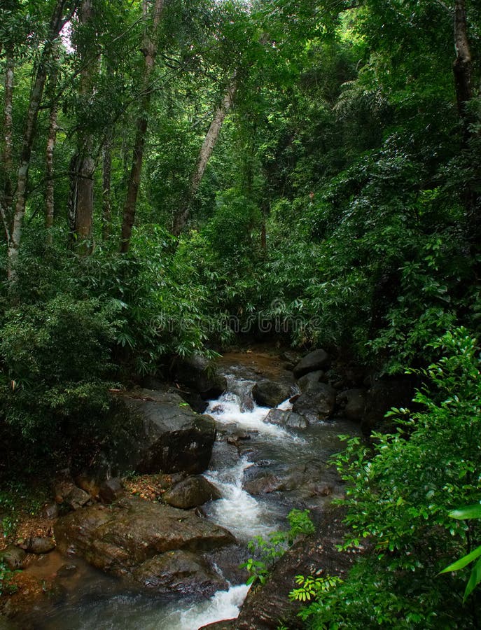 Foresta Pluviale Tropicale Durante La Stagione Di Monsone Immagine ...